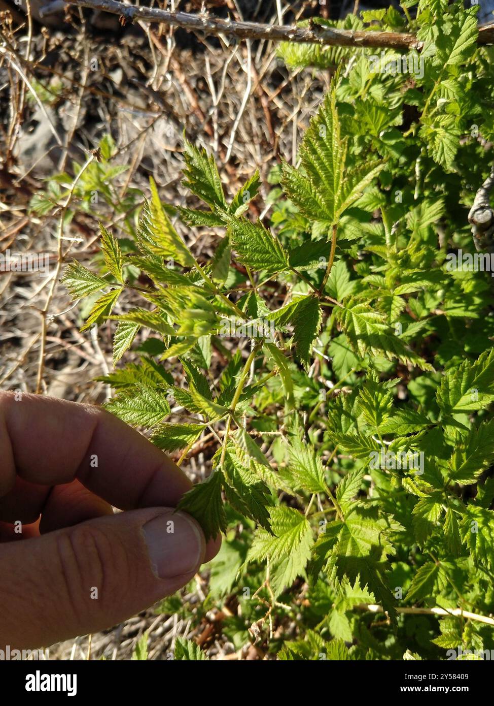 whitebark raspberry (Rubus leucodermis) Plantae Stock Photo - Alamy