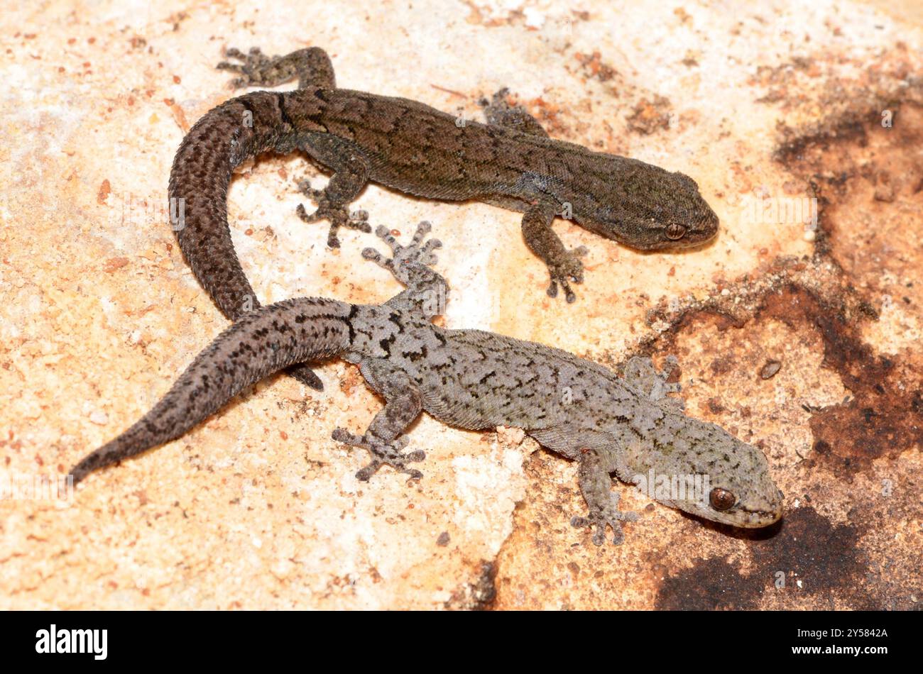 Striped Pygmy Gecko (Goggia incognita) Reptilia Stock Photo - Alamy