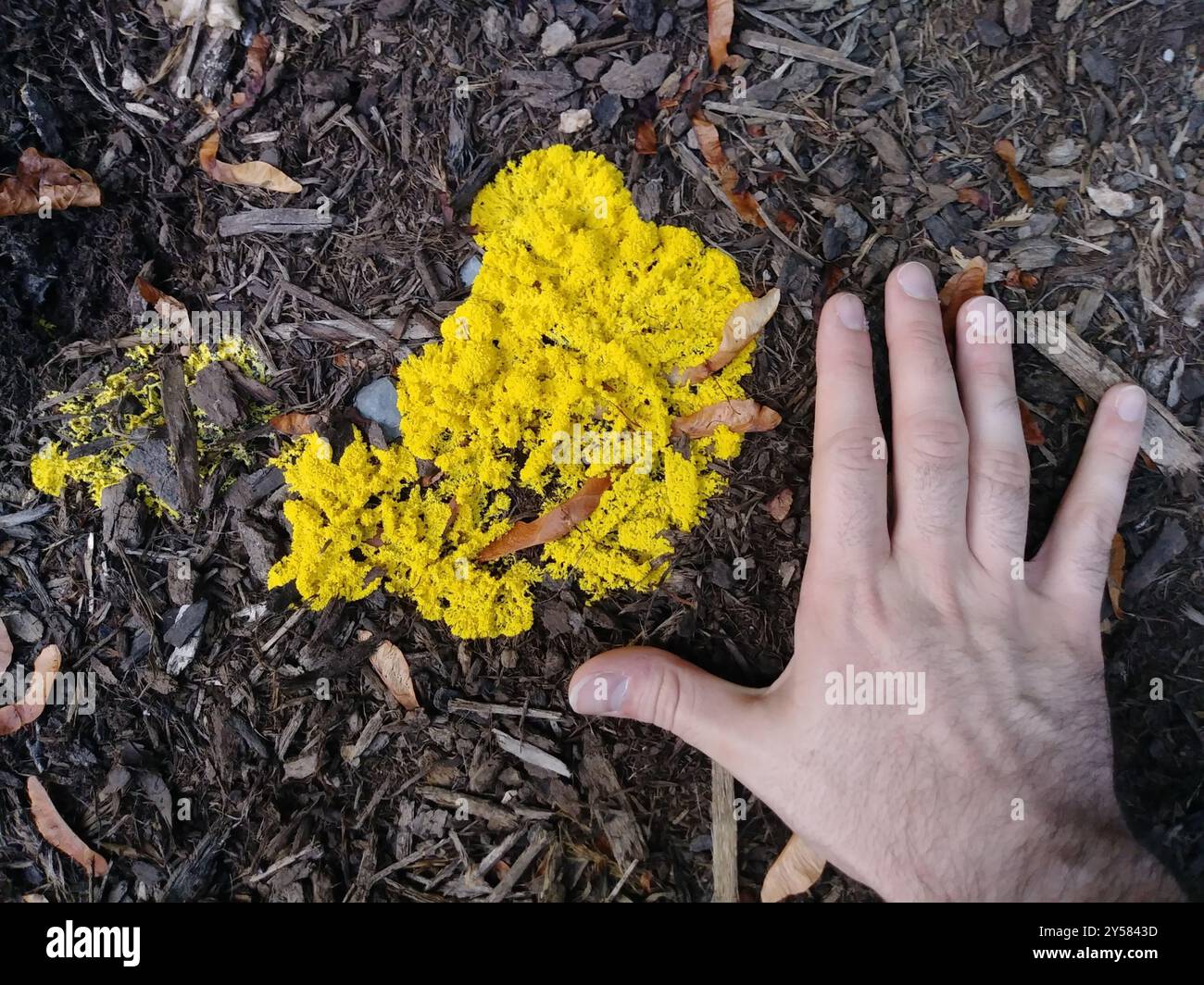 Dog Vomit Slime Mold (Fuligo septica) Protozoa Stock Photo - Alamy
