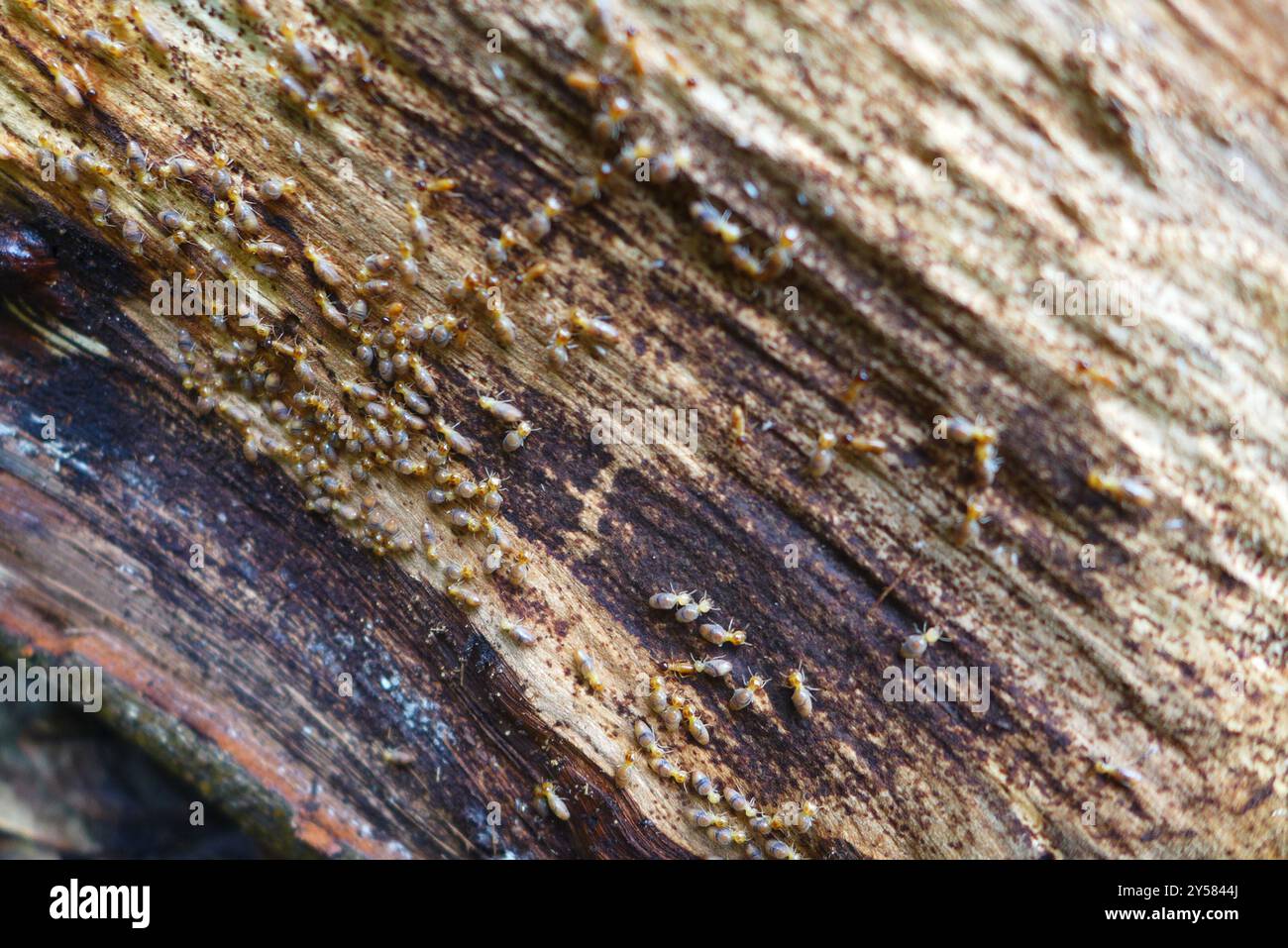 Nasute Termites (Nasutitermitinae) Insecta Stock Photo - Alamy