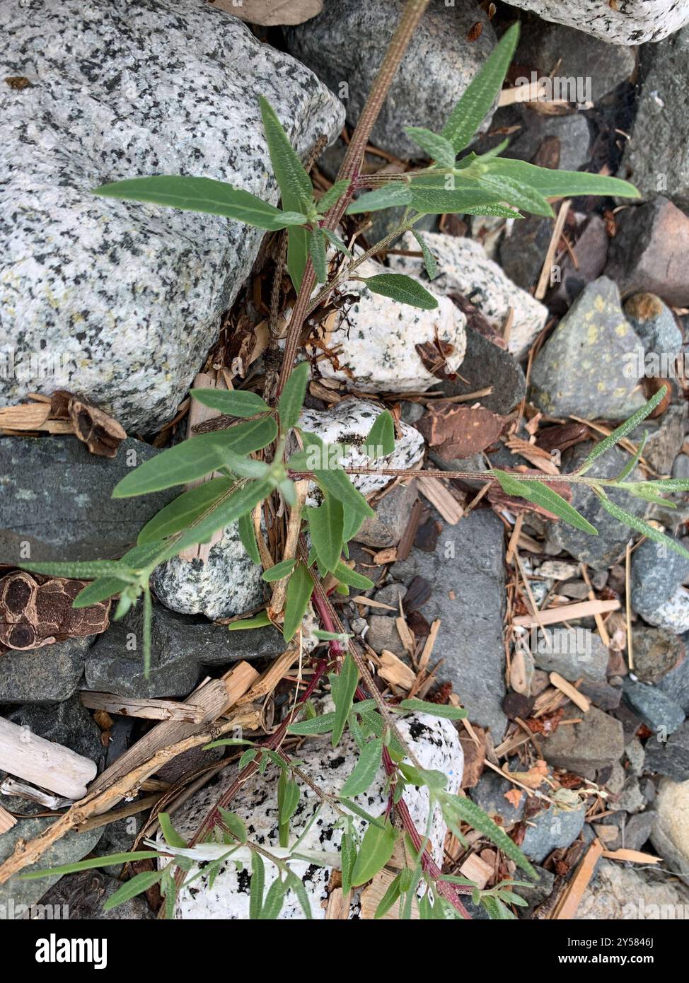 Saltbushes (Atriplex) Plantae Stock Photo - Alamy
