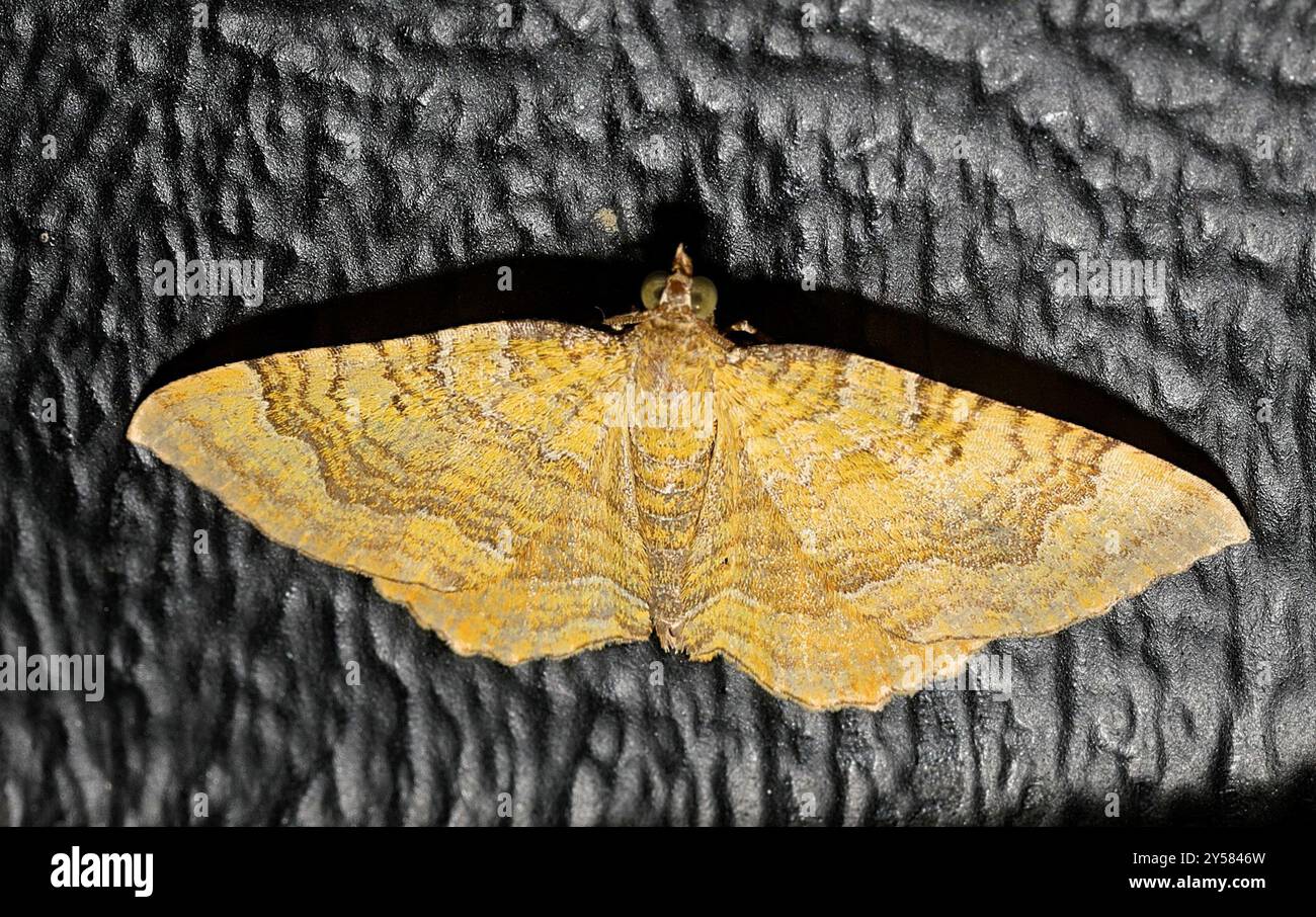 Yellow Shell Moth (Camptogramma bilineata) Insecta Stock Photo - Alamy