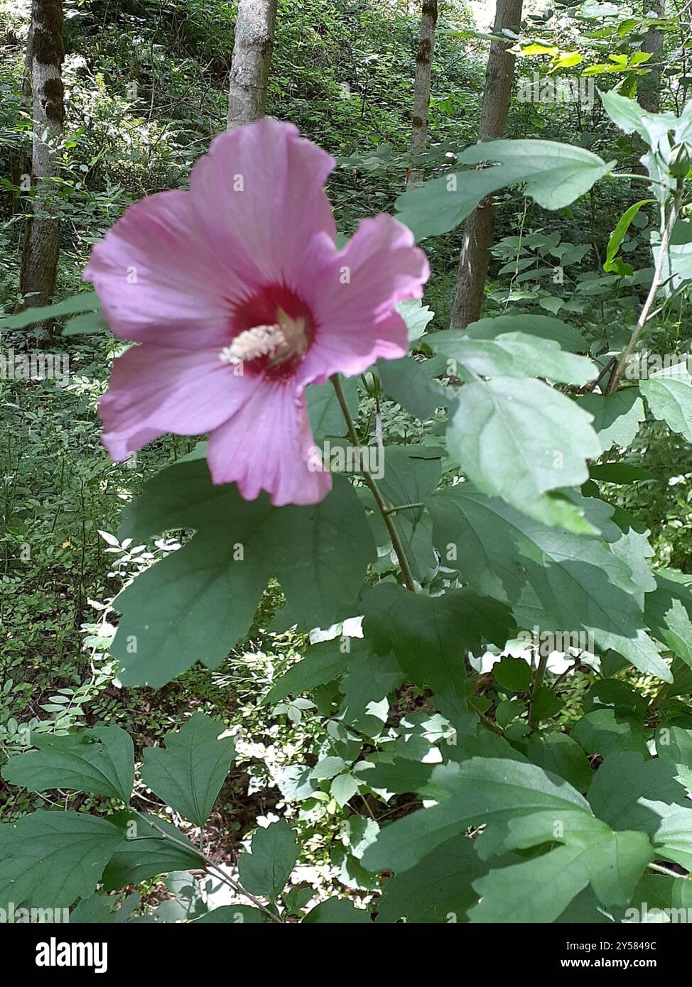 common hibiscus (Hibiscus syriacus) Plantae Stock Photo - Alamy