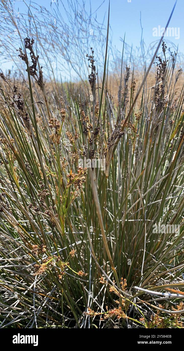 Southwestern Spiny Rush (Juncus acutus leopoldii) Plantae Stock Photo ...