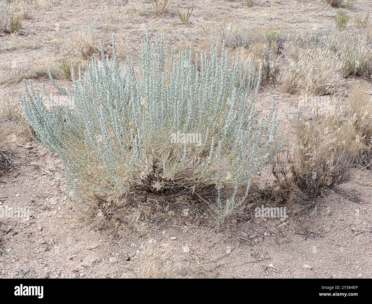 Winterfat (Krascheninnikovia lanata) Plantae Stock Photo - Alamy