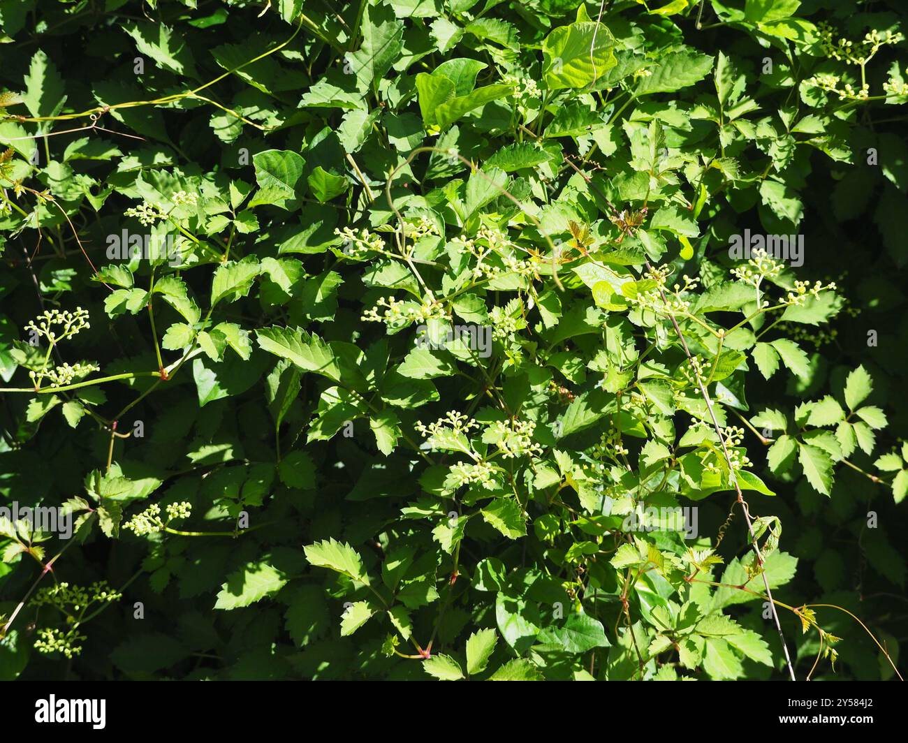 Bushkiller (Causonis japonica) Plantae Stock Photo - Alamy