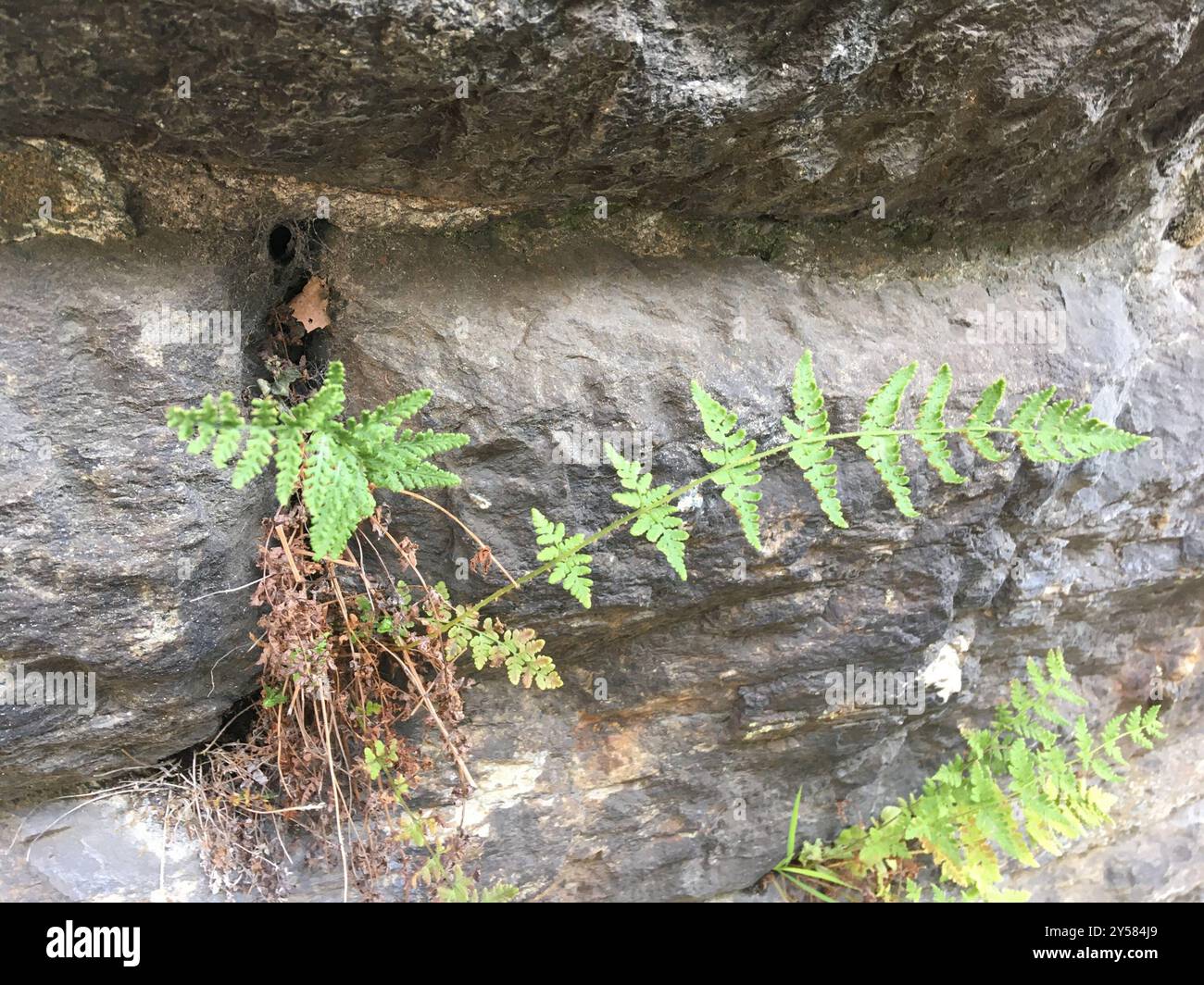 ferns (Polypodiopsida) Plantae Stock Photo - Alamy