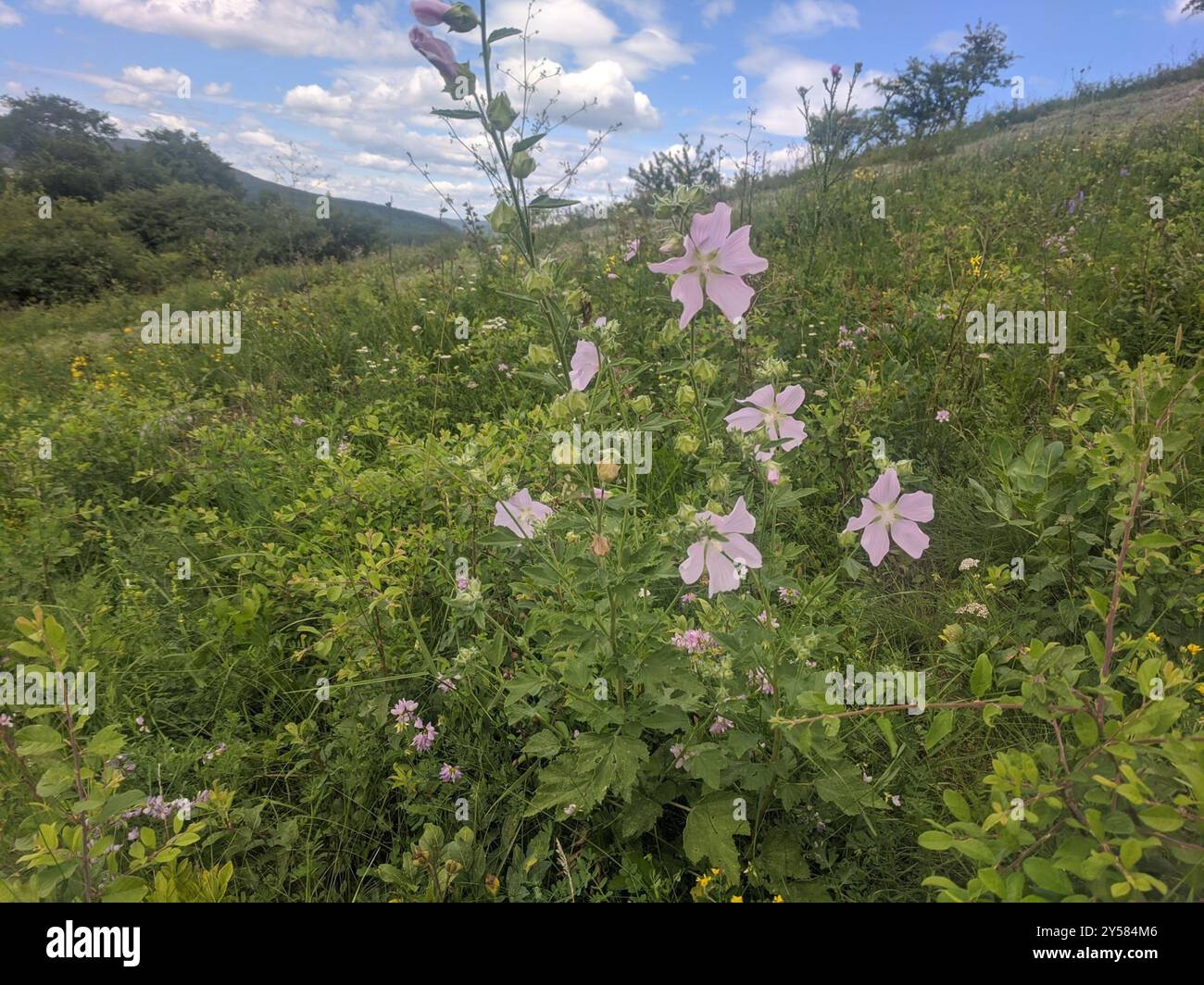 Eastern Tree-mallow (Malva thuringiaca) Plantae Stock Photo - Alamy