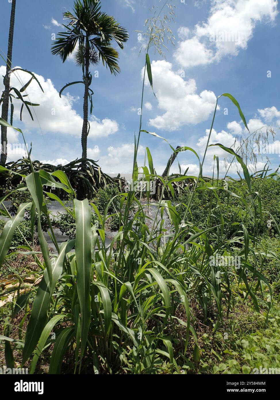 Wild Sorghum (Sorghum bicolor verticilliflorum) Plantae Stock Photo - Alamy