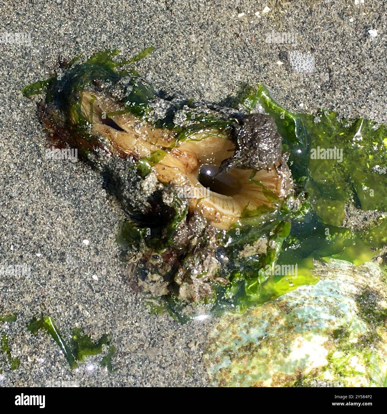 Pacific Geoduck (Panopea generosa) Mollusca Stock Photo - Alamy