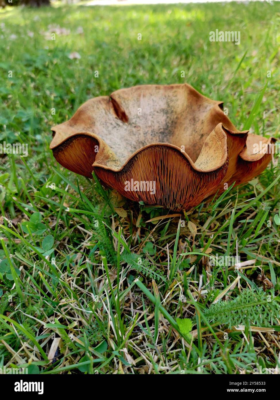Brown Roll-Rim (Paxillus involutus) Fungi Stock Photo - Alamy