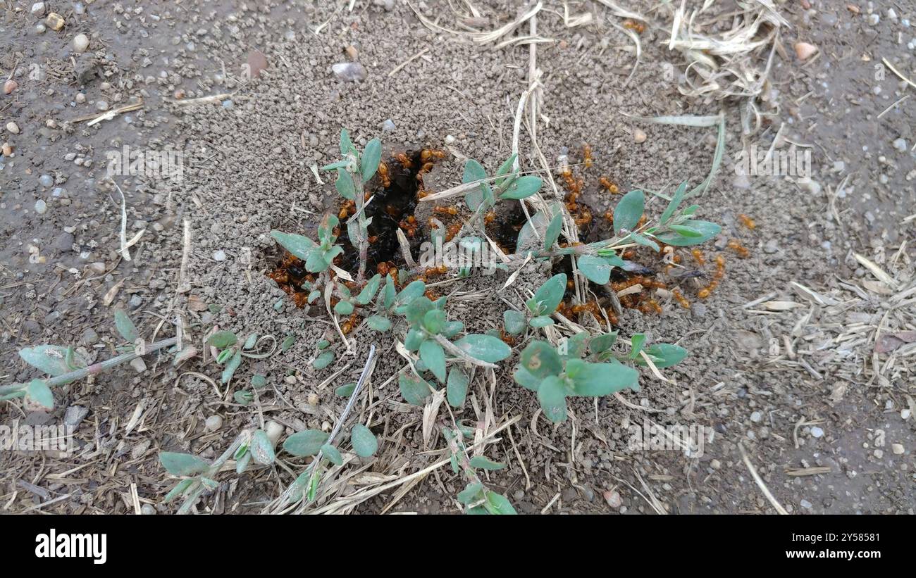 Acanthomyops hi-res stock photography and images - Alamy