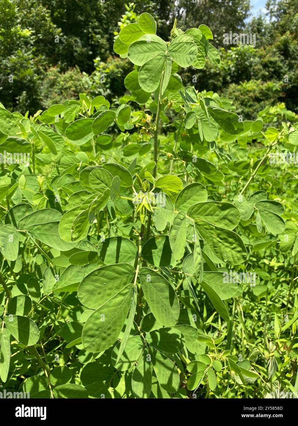 American Sicklepod (Senna obtusifolia) Plantae Stock Photo - Alamy