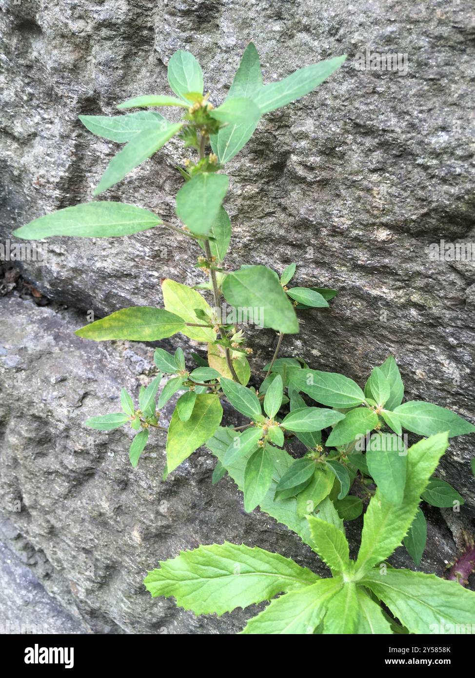 common copperleaf (Acalypha rhomboidea) Plantae Stock Photo - Alamy