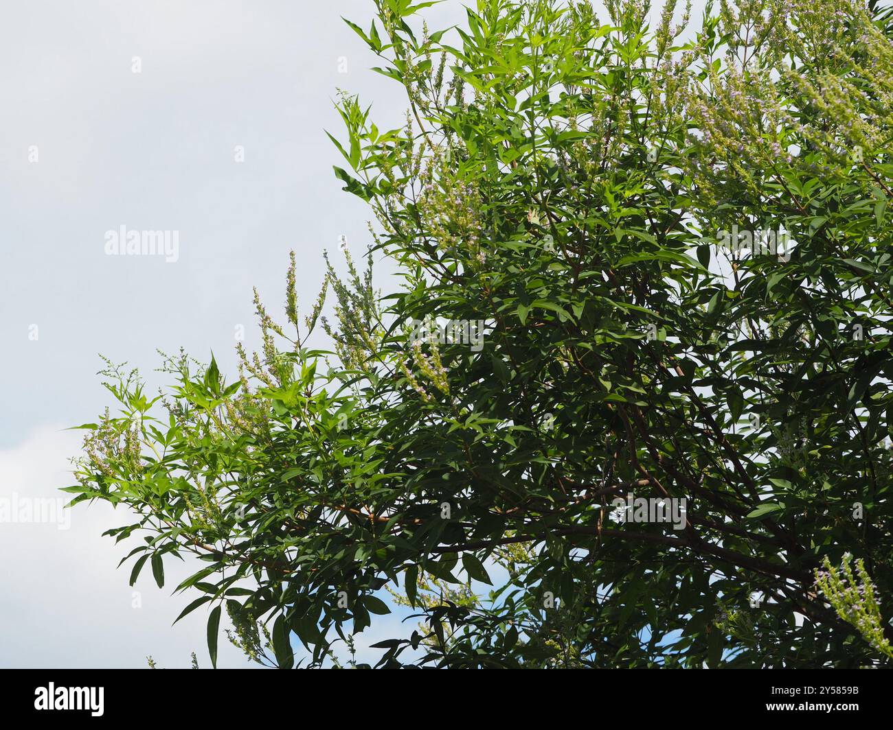 Five-leaved chaste tree (Vitex negundo) Plantae Stock Photo - Alamy