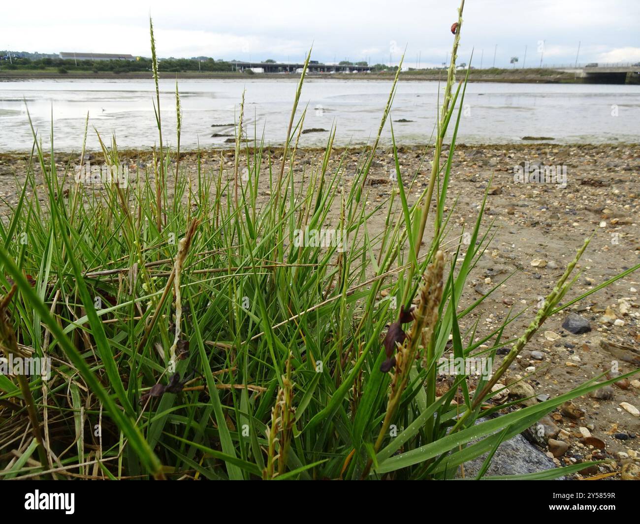 common cordgrass (Sporobolus anglicus) Plantae Stock Photo - Alamy