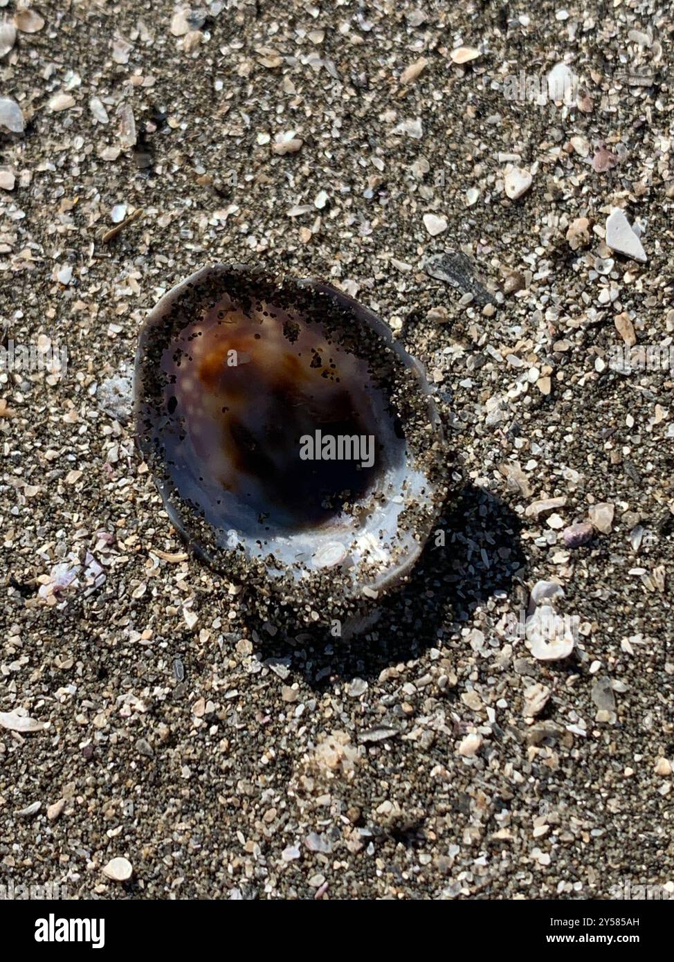 Plate Limpet (Lottia scutum) Mollusca Stock Photo - Alamy