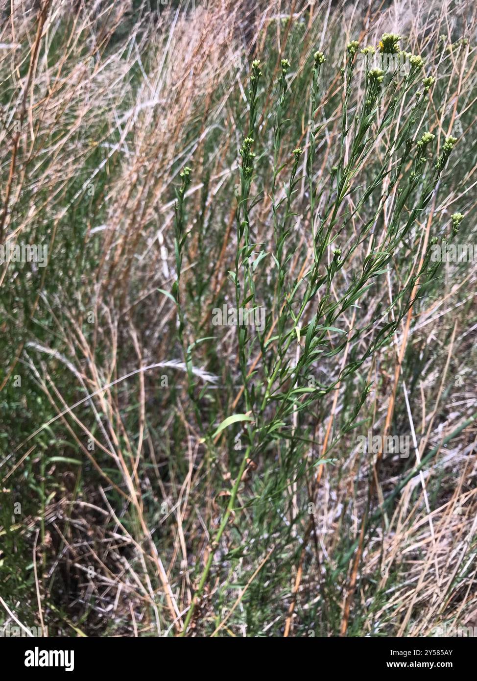 western goldenrod (Euthamia occidentalis) Plantae Stock Photo - Alamy