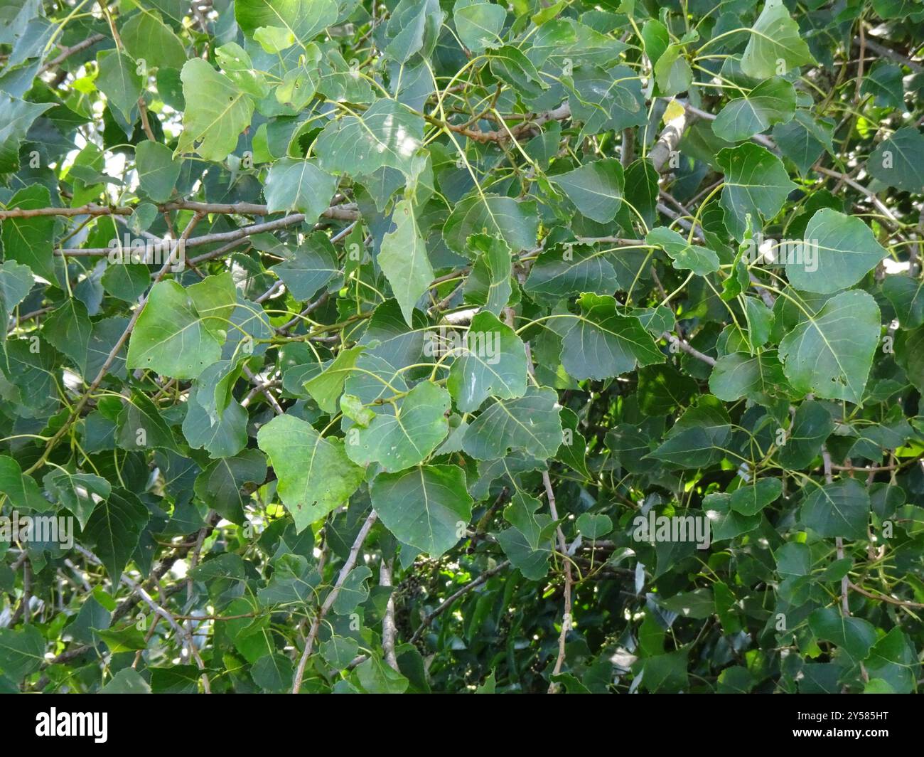 Hybrid Black-poplar (Populus × canadensis) Plantae Stock Photo - Alamy