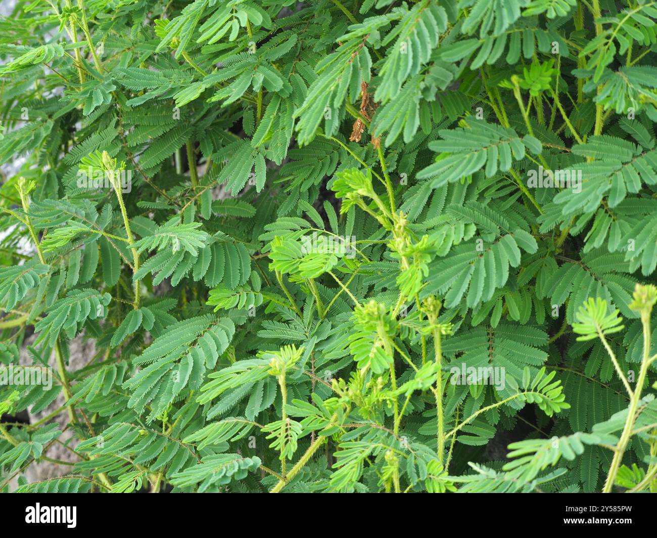 giant false sensitive plant (Mimosa diplotricha) Plantae Stock Photo ...