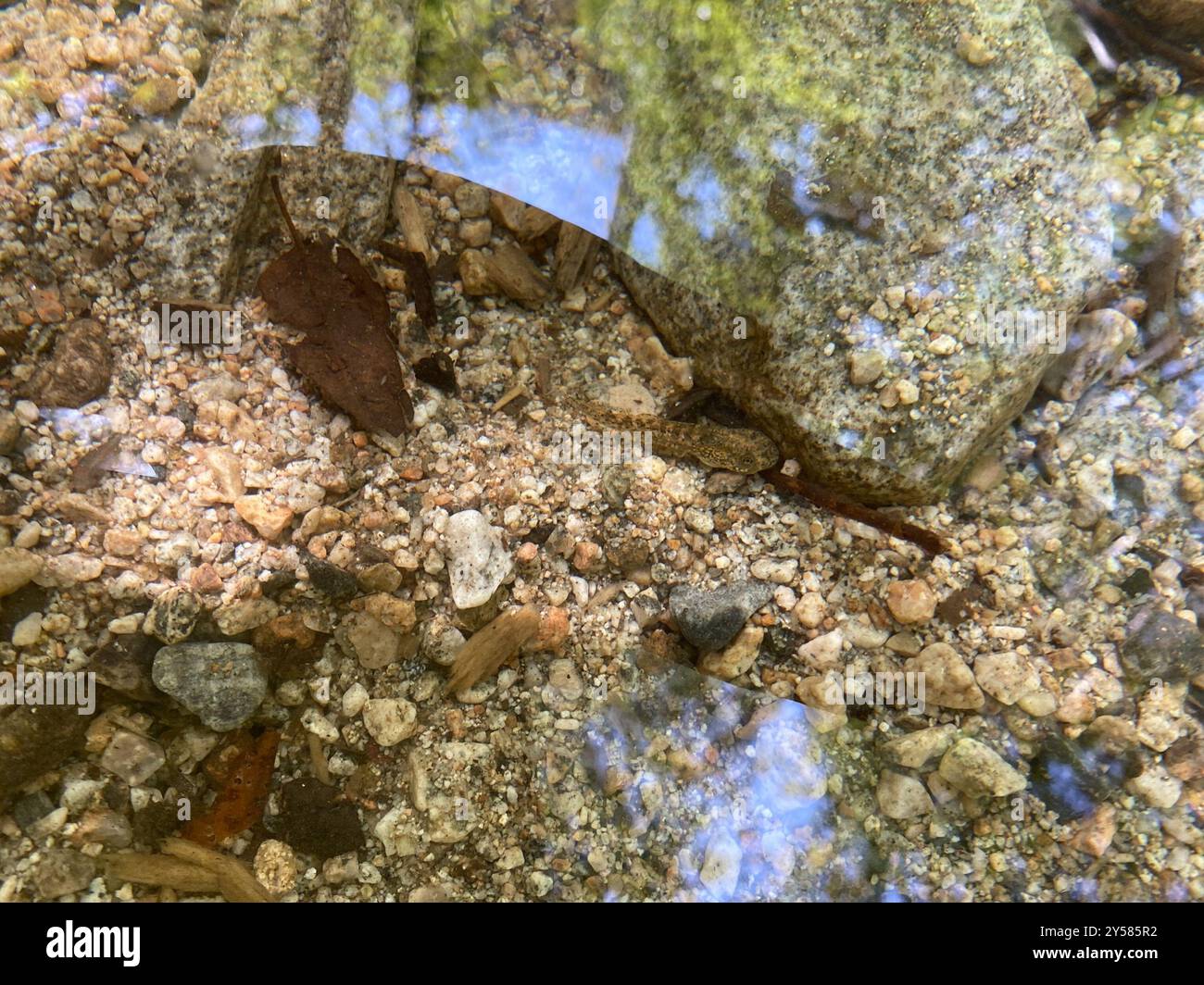 California Tree Frog (Pseudacris cadaverina) Amphibia Stock Photo - Alamy