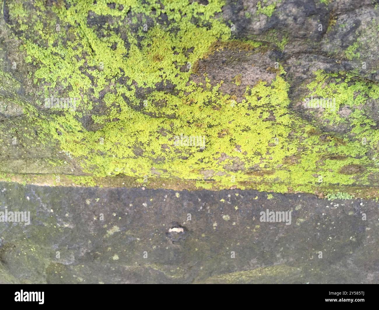 Candleflame Lichen (Candelaria concolor) Fungi Stock Photo - Alamy
