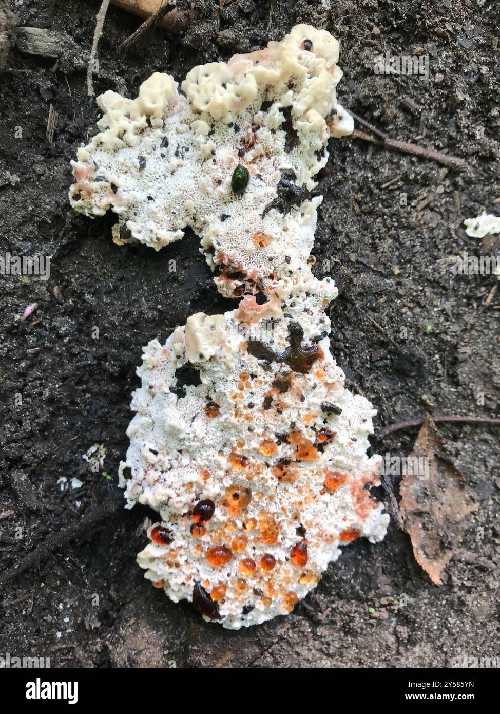 Blushing Rosette (Abortiporus biennis) Fungi Stock Photo - Alamy
