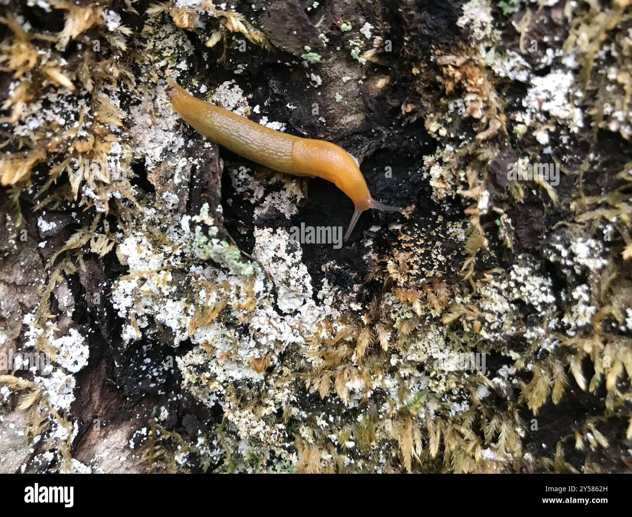 Dusky Slugs (Mesarion) Mollusca Stock Photo - Alamy