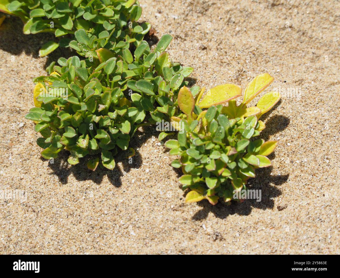 beach morning-glory (Ipomoea imperati) Plantae Stock Photo - Alamy