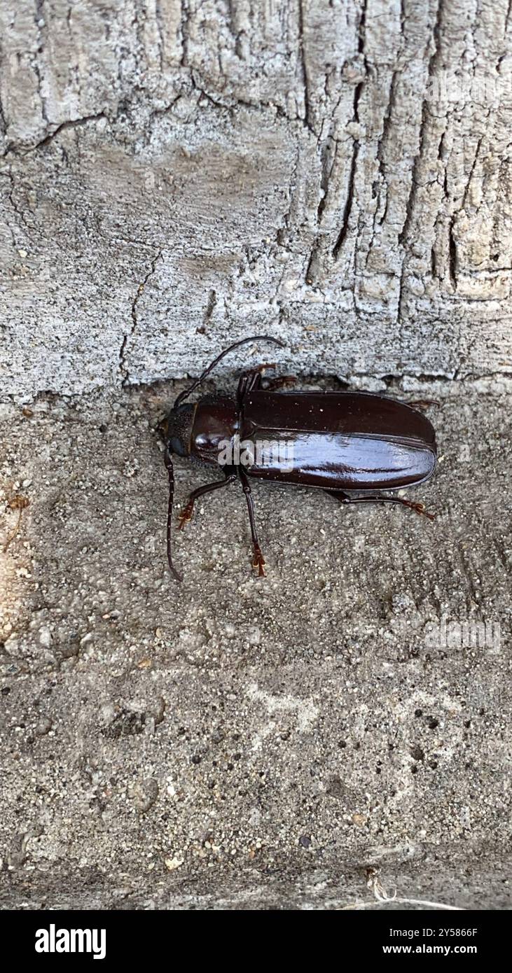 Hardwood Stump Borer (Mallodon dasystomus) Insecta Stock Photo - Alamy