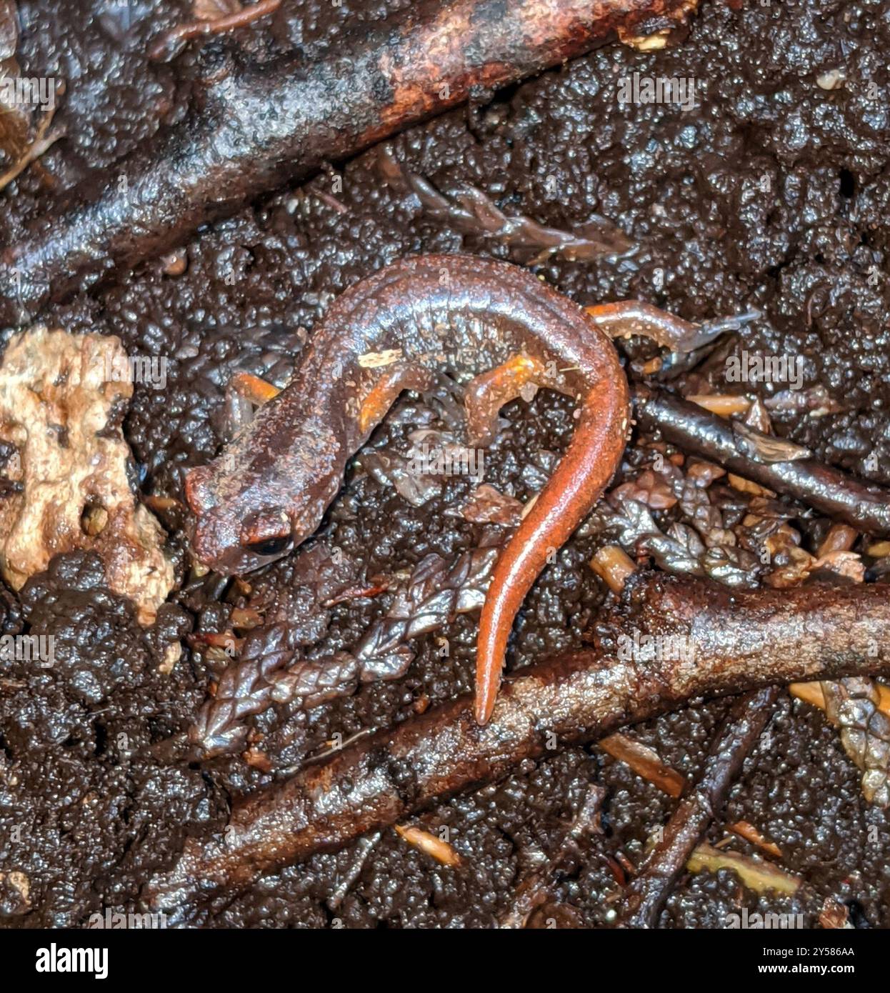 Ensatina (Ensatina eschscholtzii) Amphibia Stock Photo - Alamy