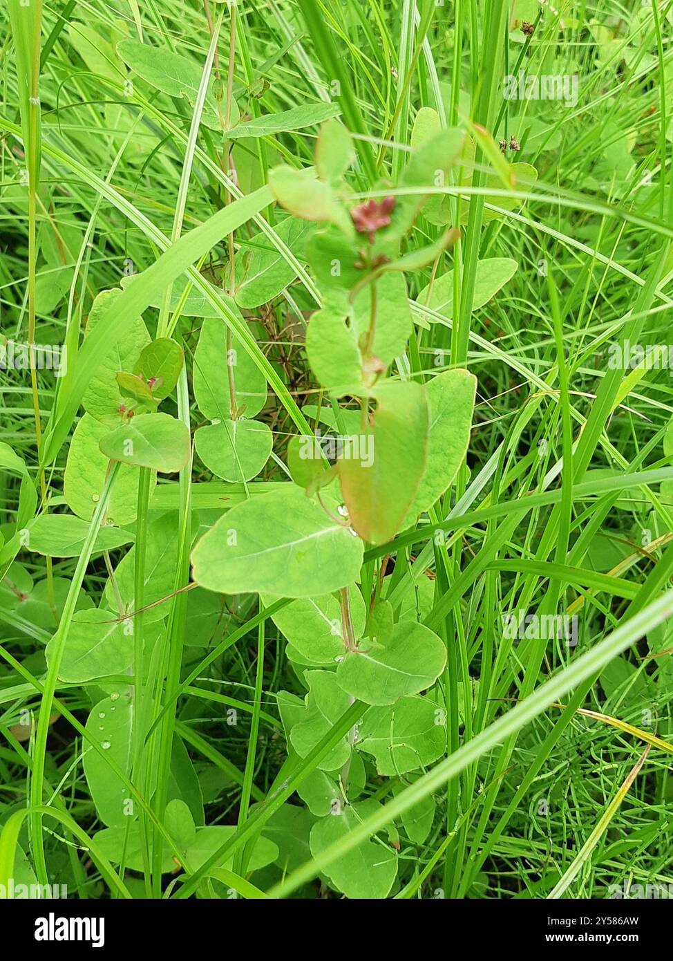 Fraser's marsh St. John's-wort (Hypericum fraseri) Plantae Stock Photo ...