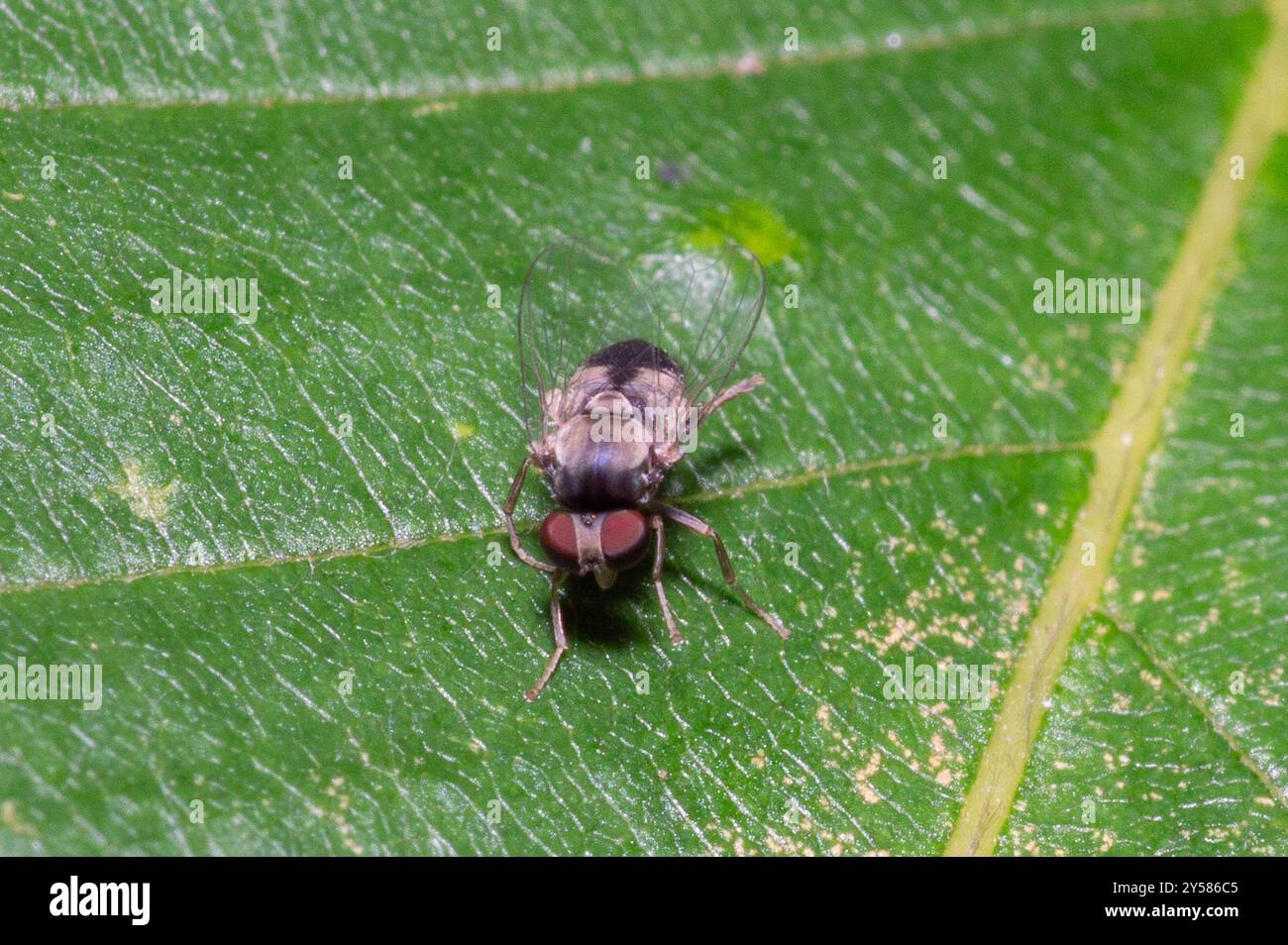 Flat-footed Flies (Platypezidae) Insecta Stock Photo - Alamy