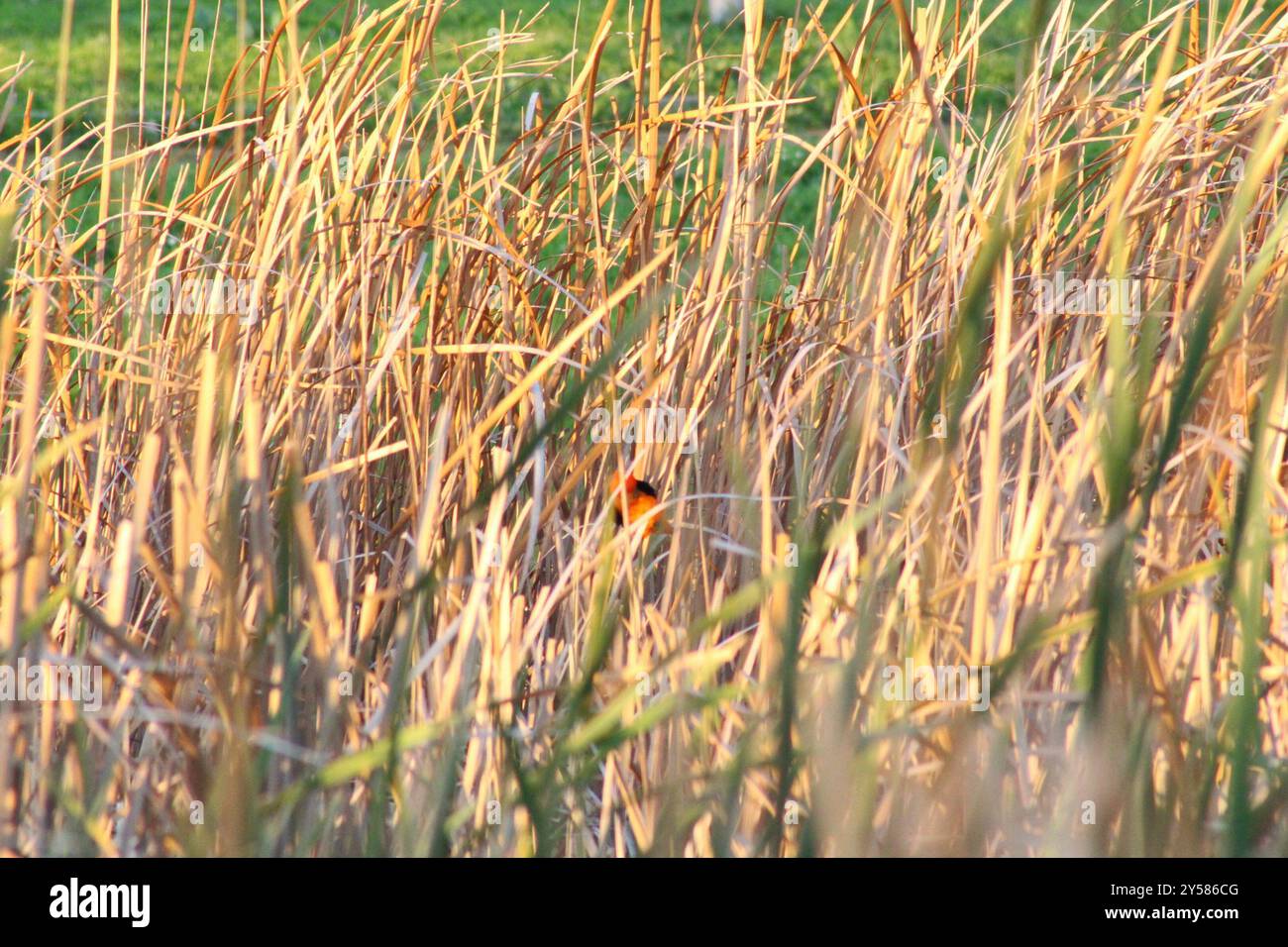 Southern Red Bishop (Euplectes orix) Aves Stock Photo - Alamy
