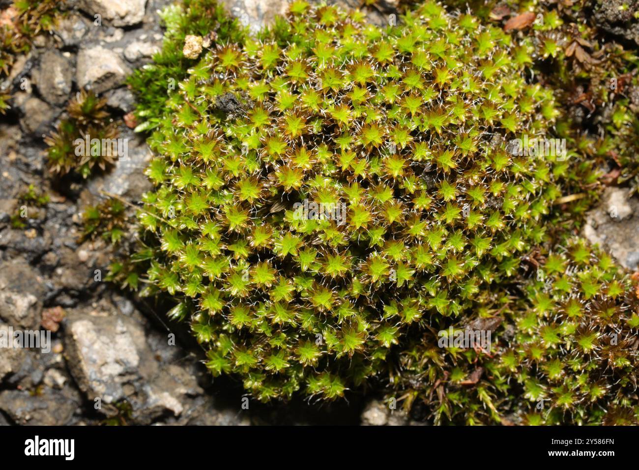 Star Moss (Syntrichia ruralis) Plantae Stock Photo - Alamy