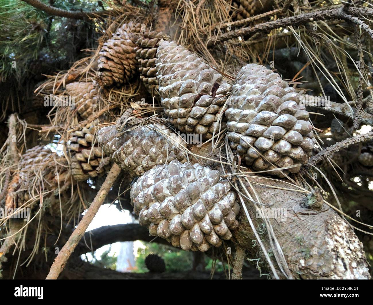 Monterey pine (Pinus radiata) Plantae Stock Photo - Alamy