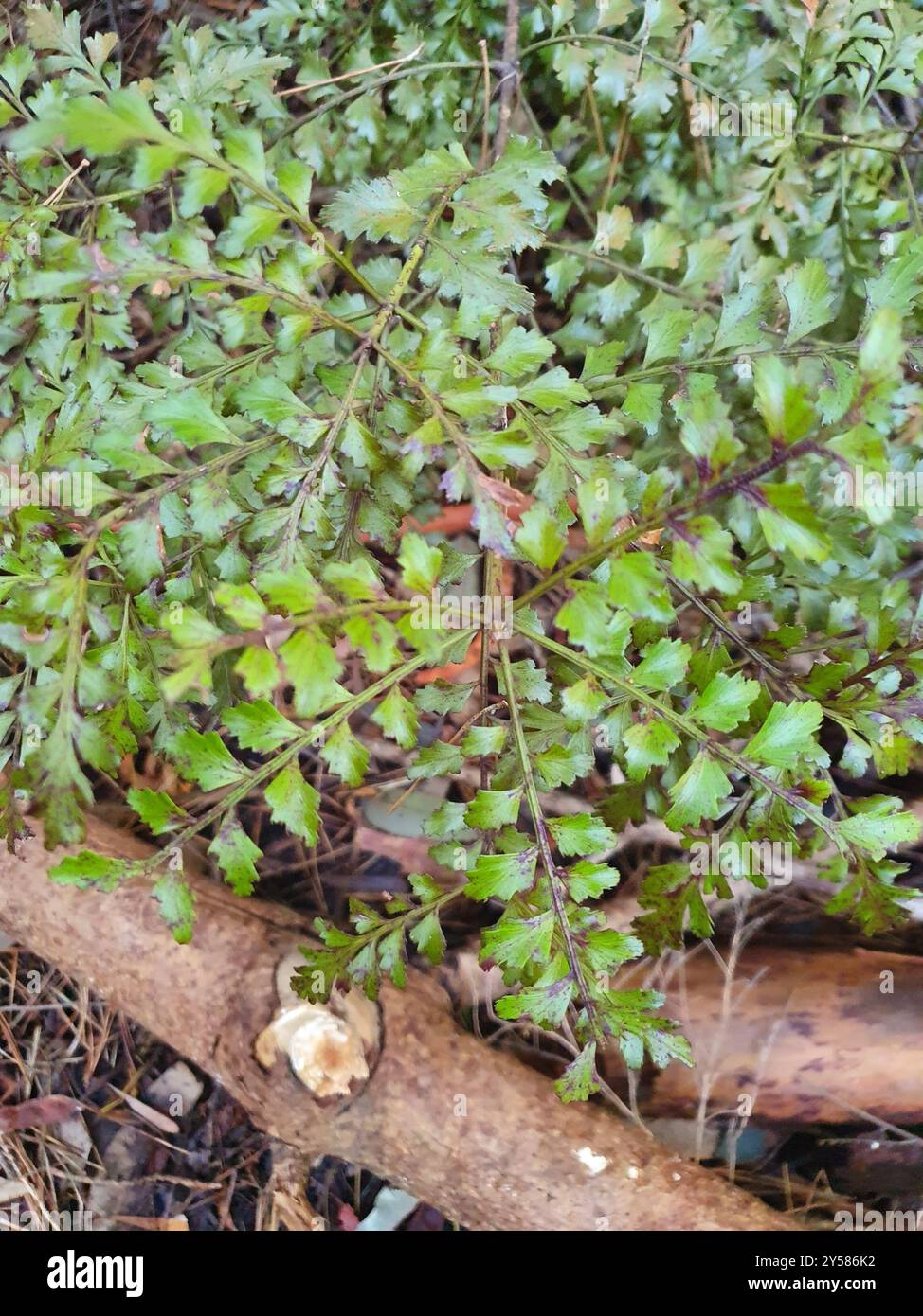 celery pine (Phyllocladus trichomanoides) Plantae Stock Photo - Alamy