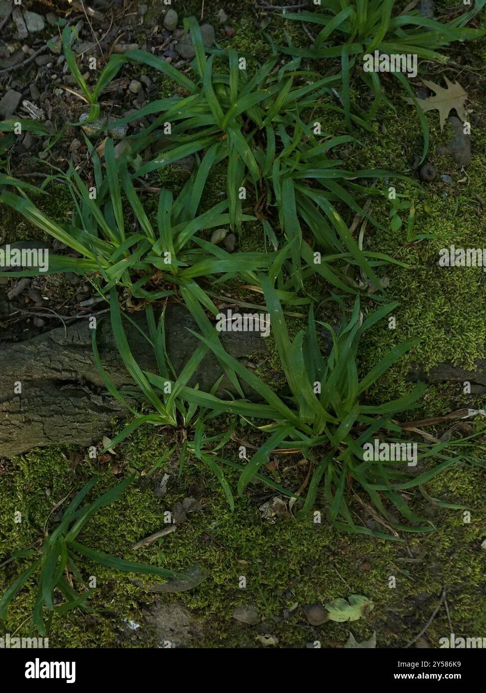 White Bear Sedge (Carex albursina) Plantae Stock Photo - Alamy