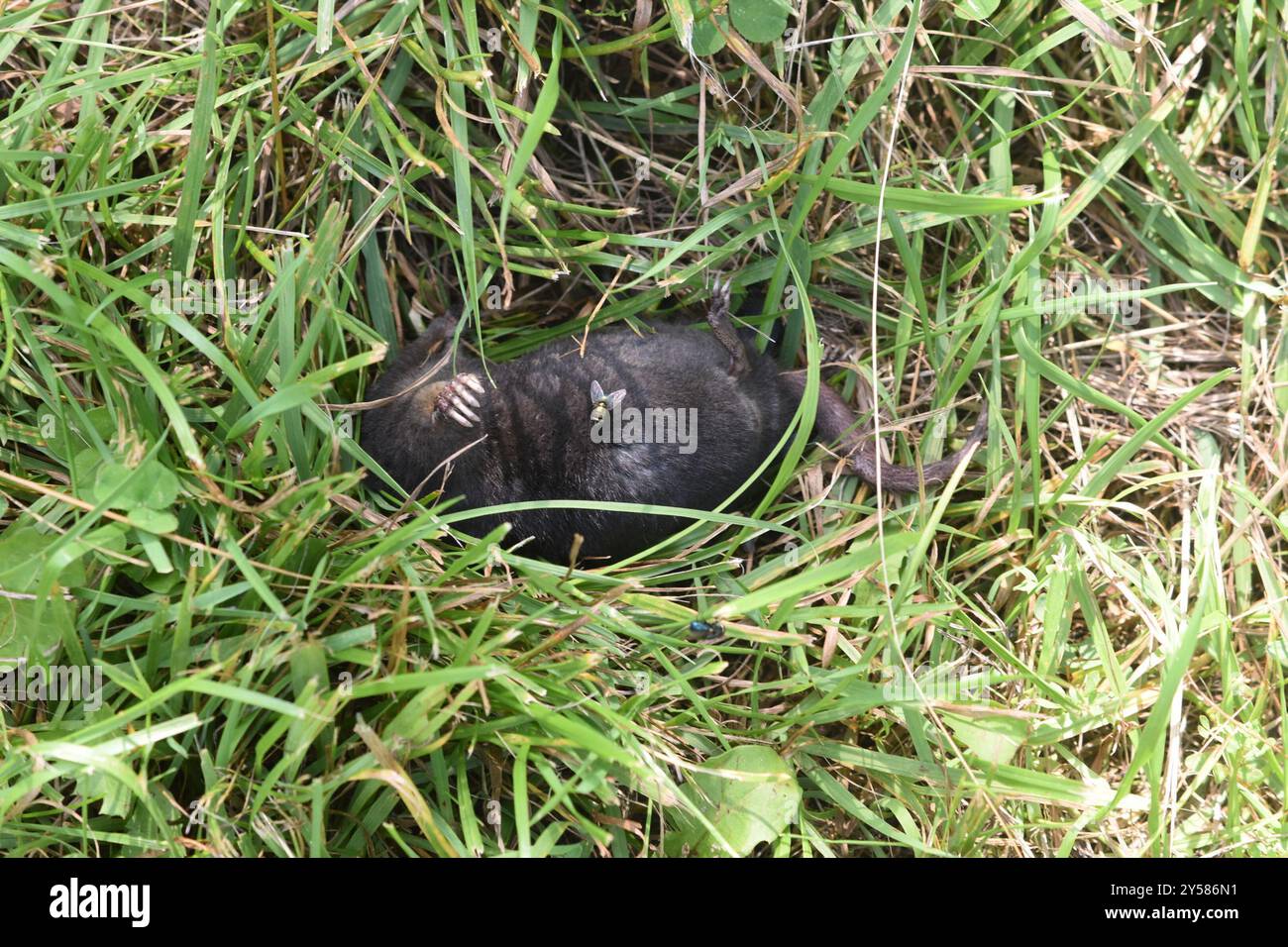 Star-nosed Mole (Condylura cristata) Mammalia Stock Photo - Alamy