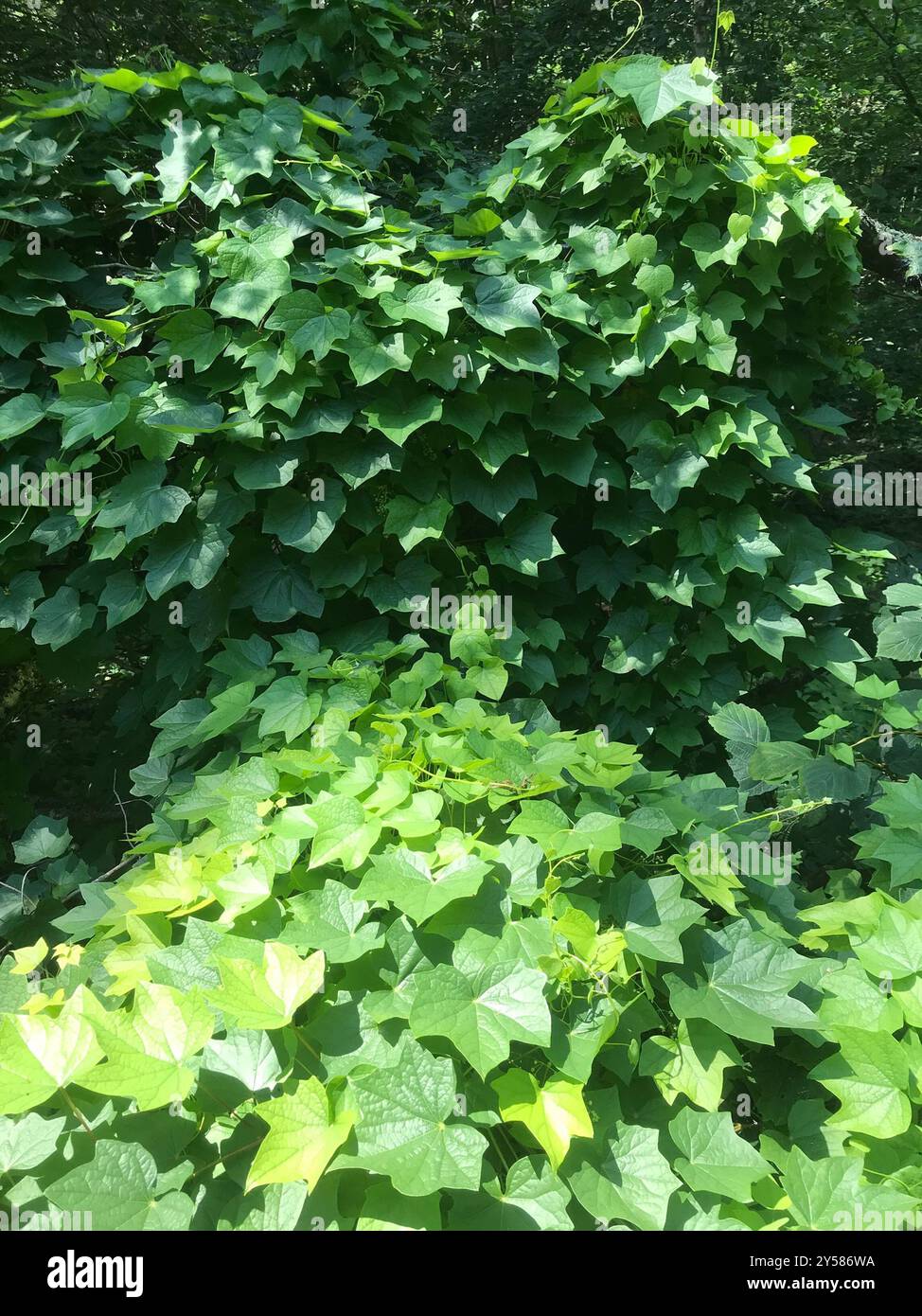 moonseed (Menispermum canadense) Plantae Stock Photo - Alamy