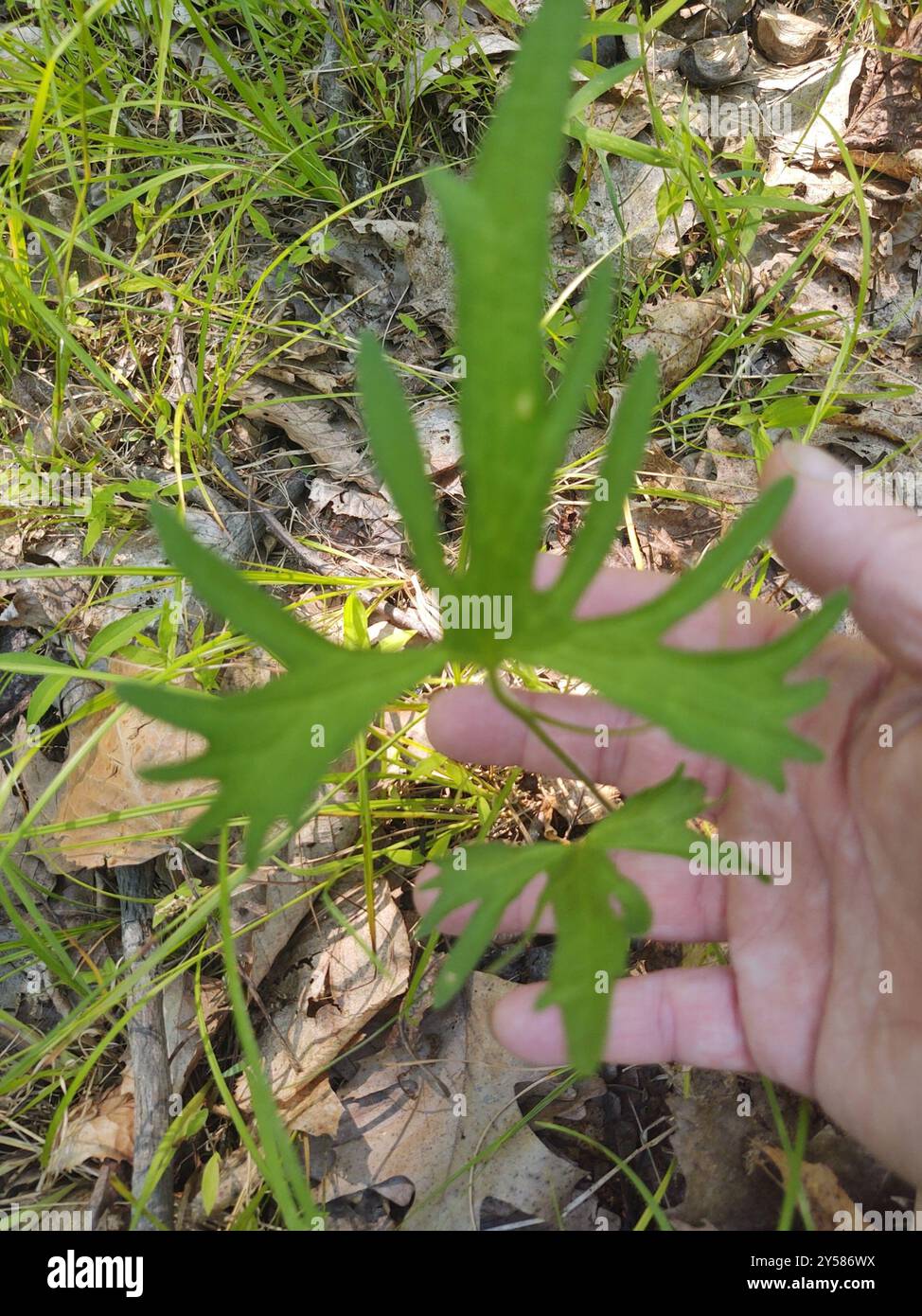three-lobed violet (Viola palmata) Plantae Stock Photo - Alamy