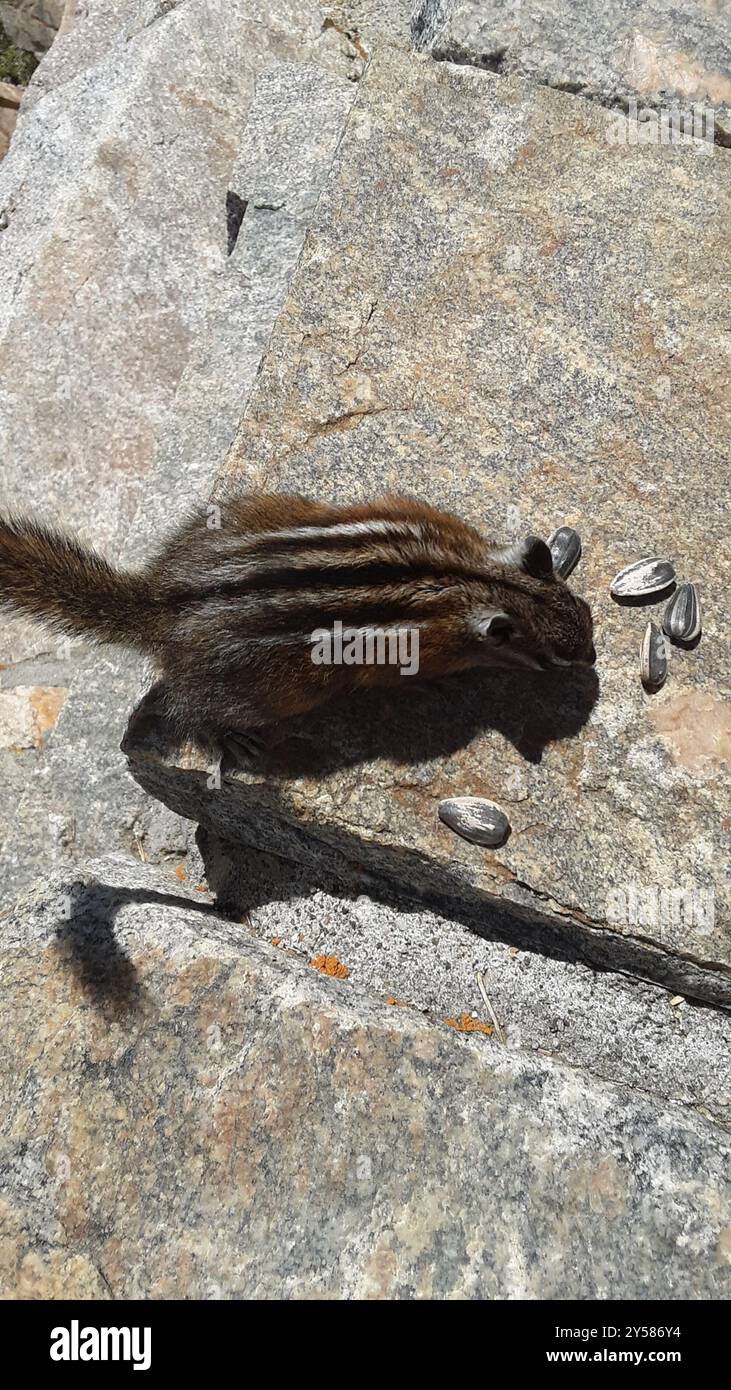 Western Chipmunks (Neotamias) Mammalia Stock Photo - Alamy