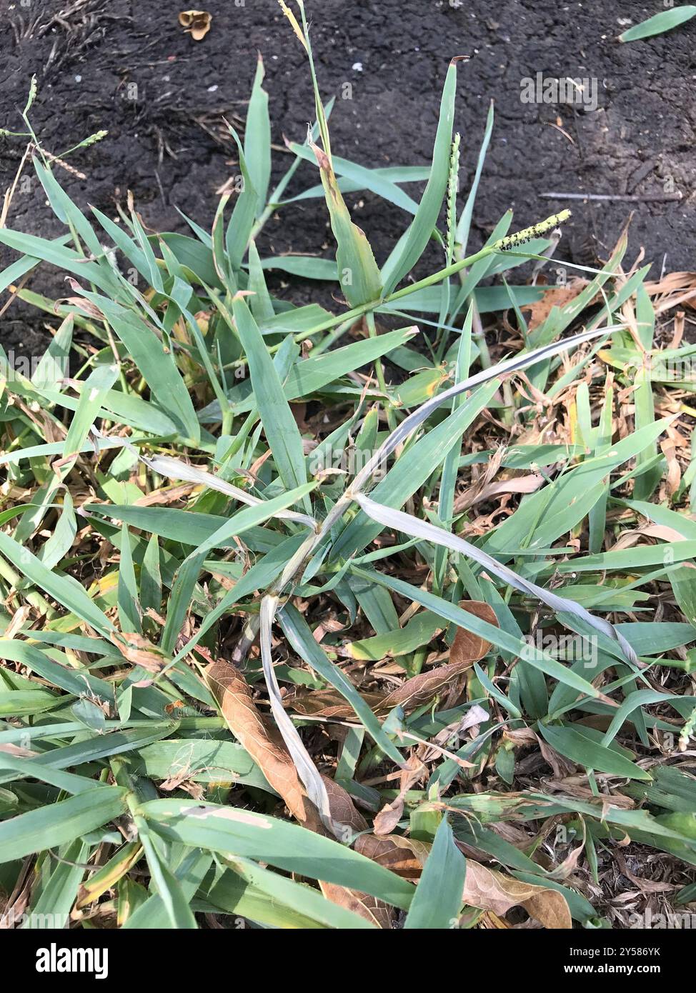 four-rowed bead grass (Paspalum pubiflorum) Plantae Stock Photo - Alamy