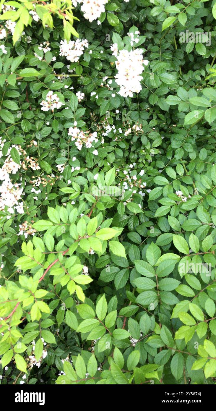multiflora rose (Rosa multiflora) Plantae Stock Photo - Alamy