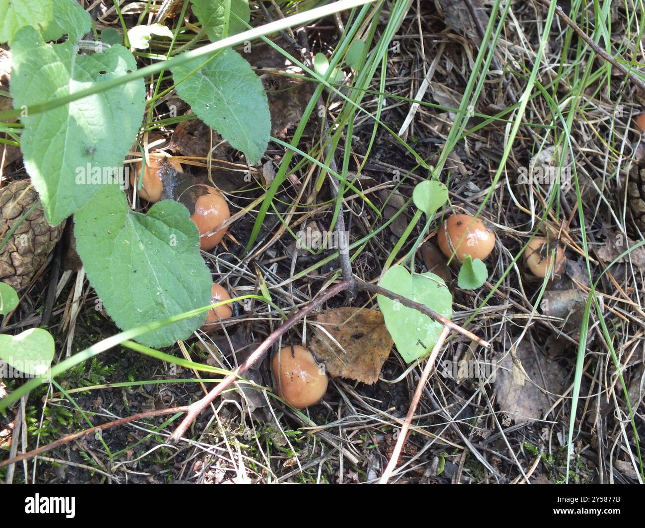 Slippery Jacks (Suillus) Fungi Stock Photo - Alamy
