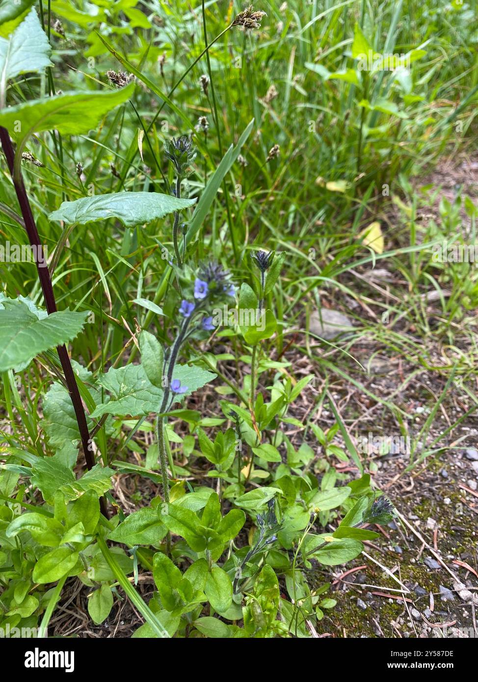American alpine speedwell (Veronica wormskjoldii) Plantae Stock Photo ...