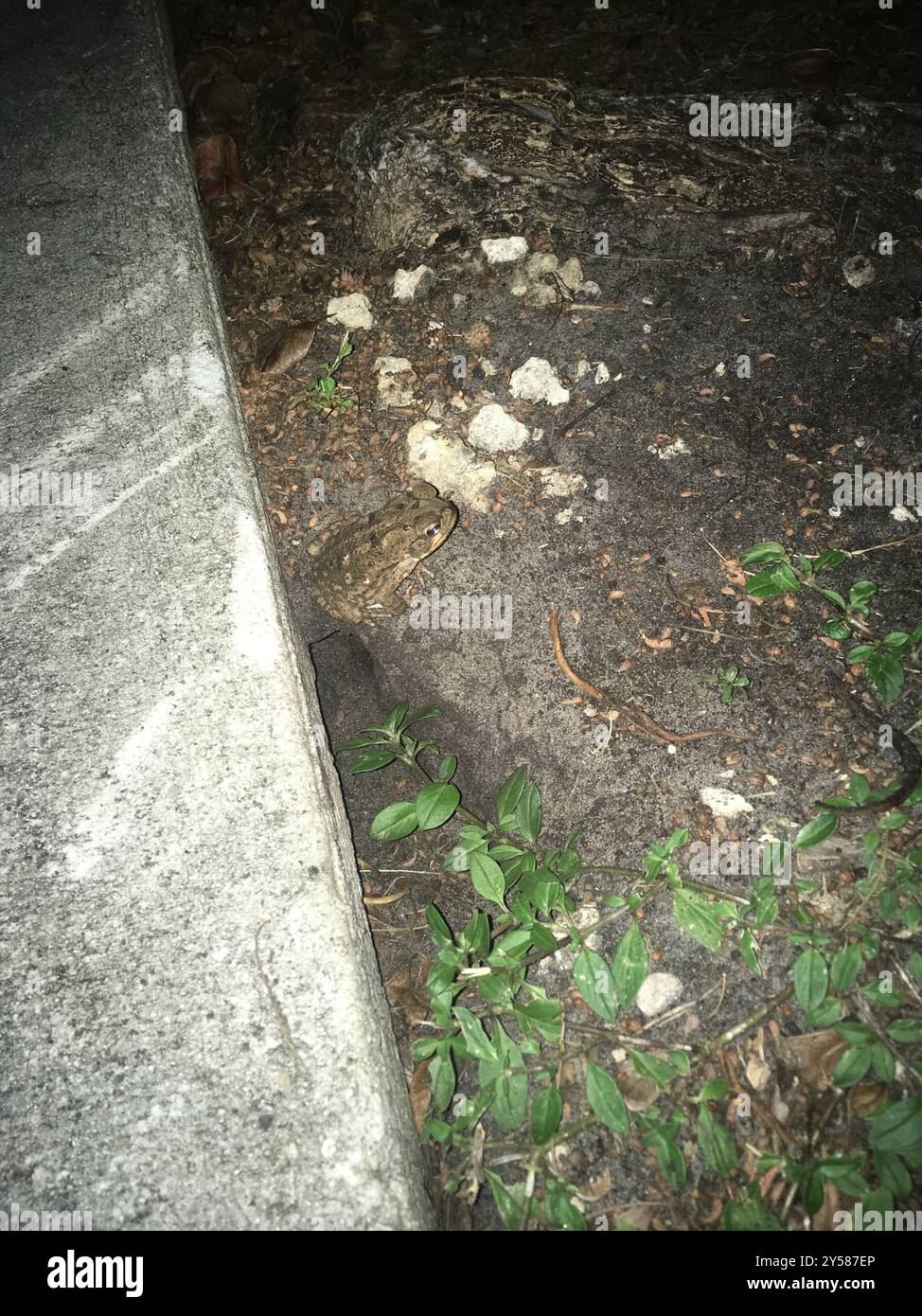 Cane Toad (Rhinella marina) Amphibia Stock Photo - Alamy
