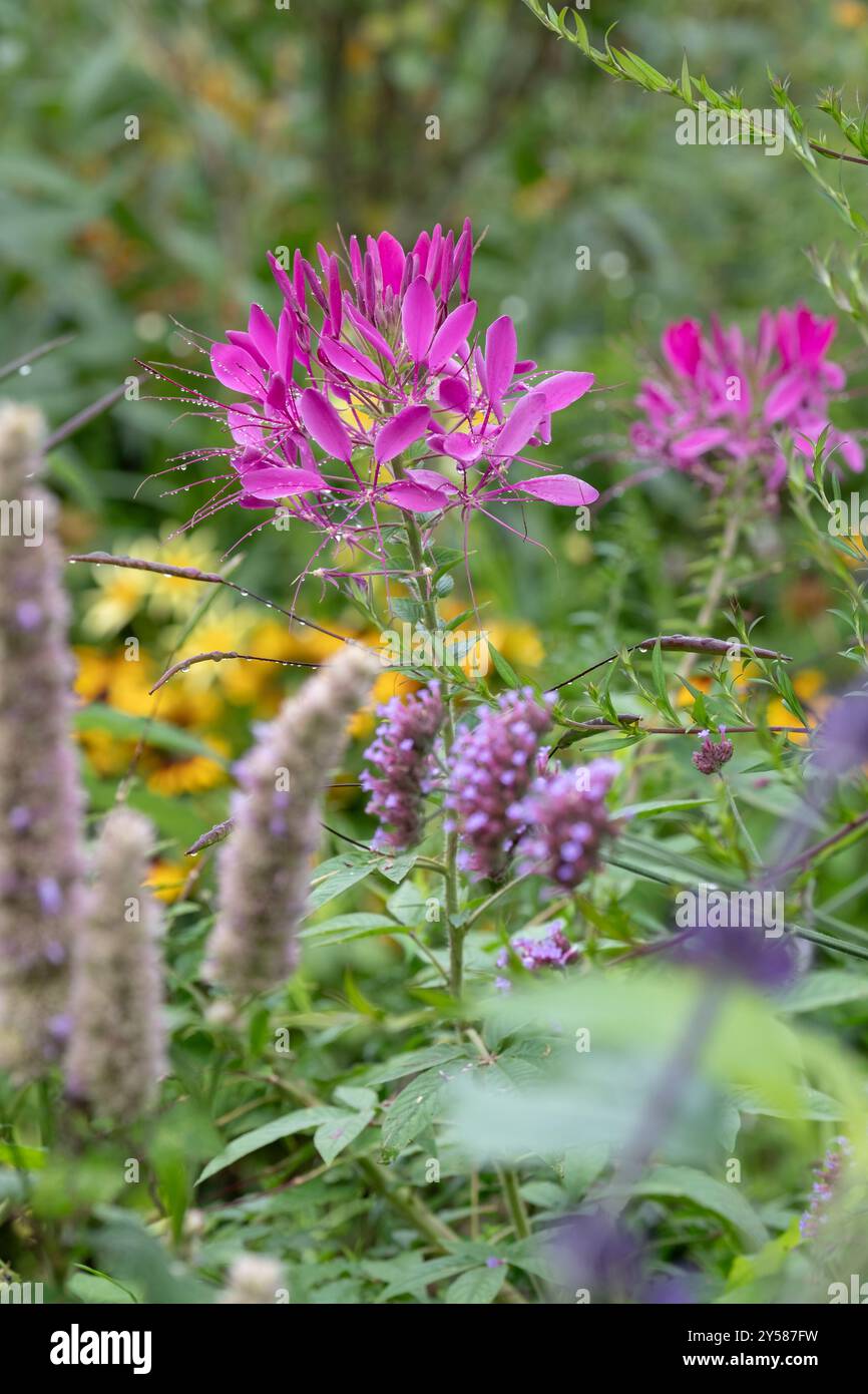 Colourful flowers in the garden at the impressionist painter Claude ...
