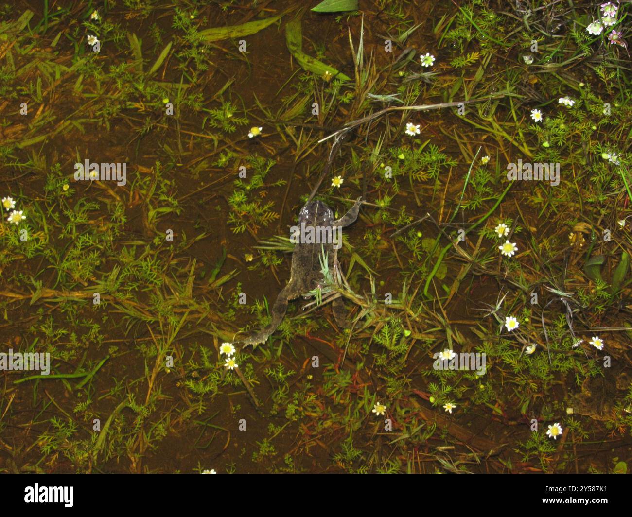 Sand Toad (Vandijkophrynus angusticeps) Amphibia Stock Photo - Alamy