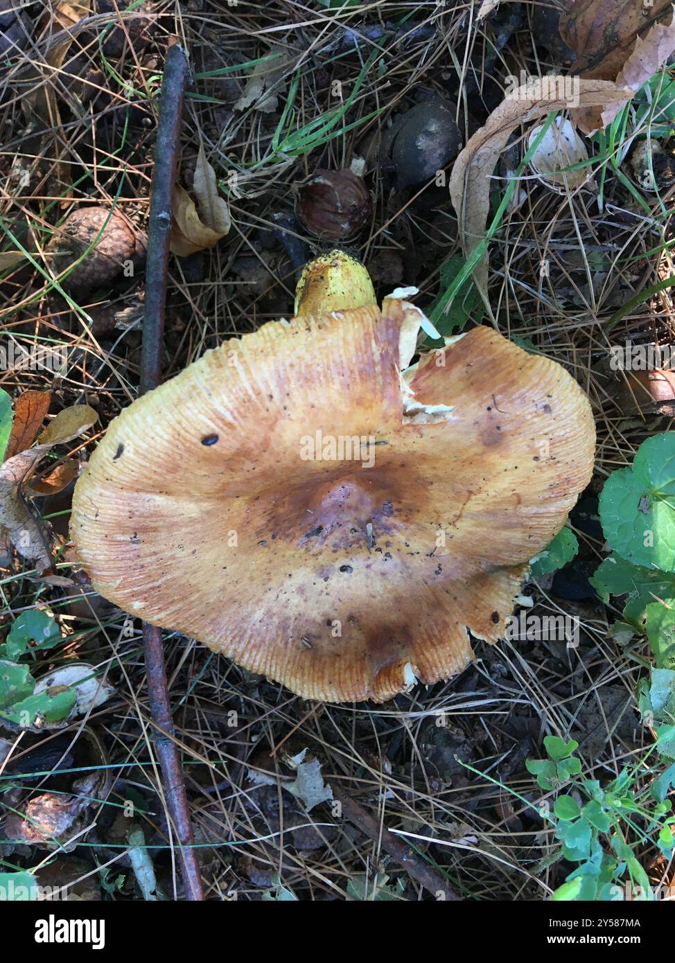 Orange Bile Mushroom (Russula mutabilis) Fungi Stock Photo - Alamy